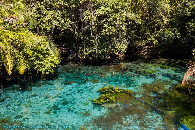 Nascente Azul: Balneário, flutuação, mergulho, aventura - Viagens e ...