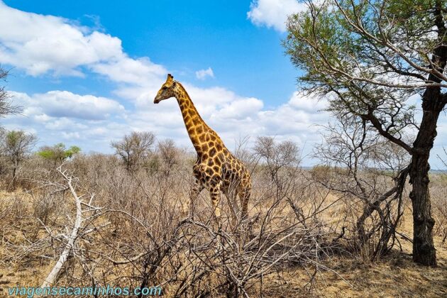 Parque Nacional Kruger: Safári na África do Sul - Viagens e Caminhos